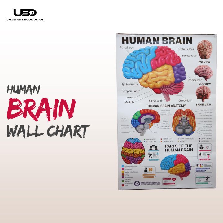 Human Brain Wall Chart for Classroom and School Decoration | HD ...