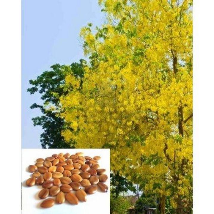 20 Seeds Amaltas -Cassia Fistula Tree Bonsai Plant Flower | Daraz.pk