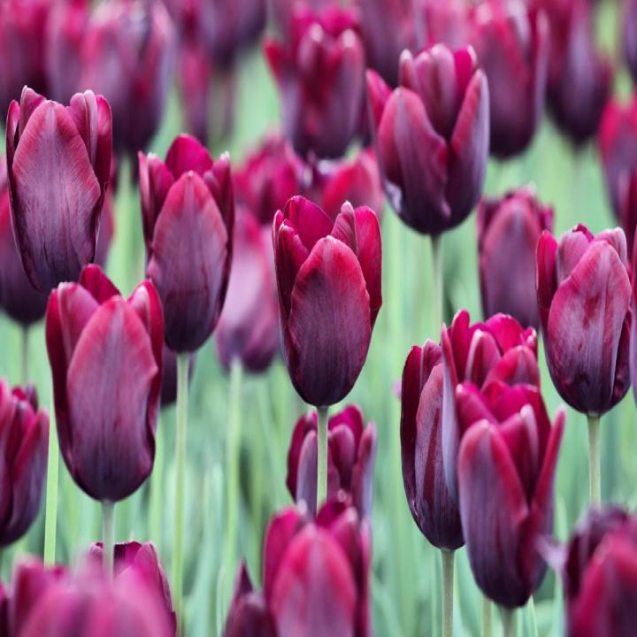 Triumph Tulip Flower Seeds | Daraz.pk