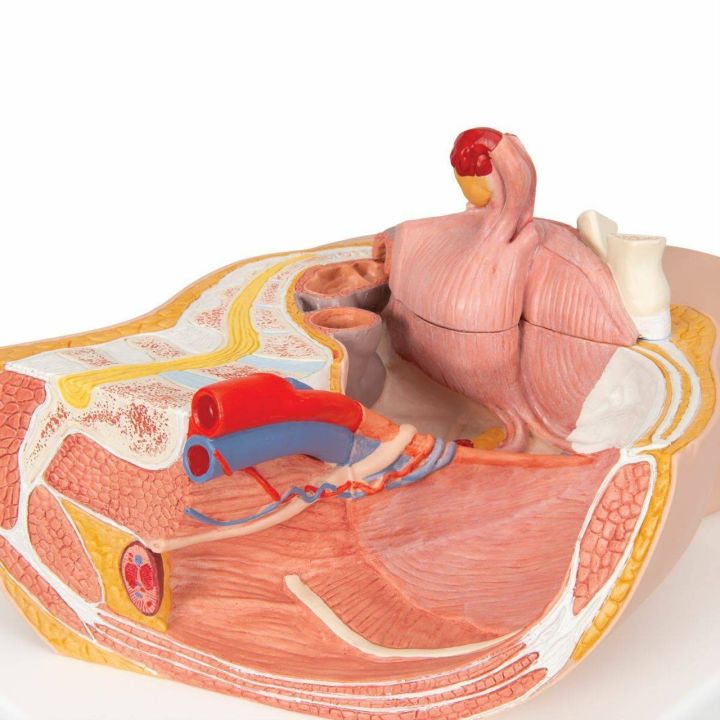 Female Pelvis Anatomy Model (2 Parts) | Female Reproductive System ...