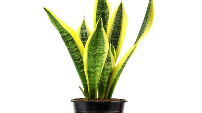 Snake Plant Live With Roots (Growable) | Daraz.pk