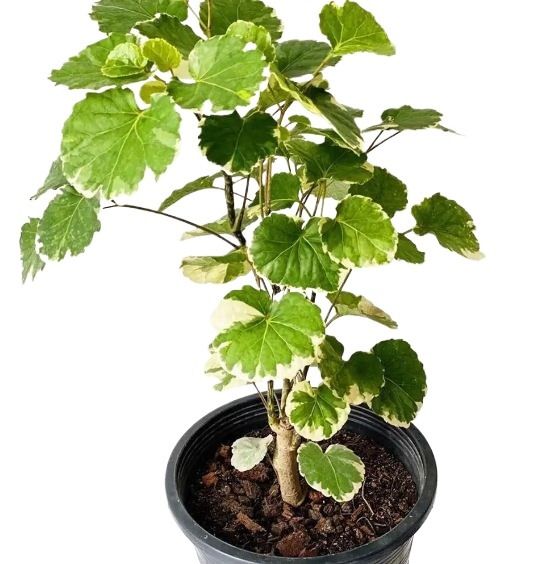 Polyscias scutellaria Garden-Plant |Best for Seed Garden| | Daraz.pk