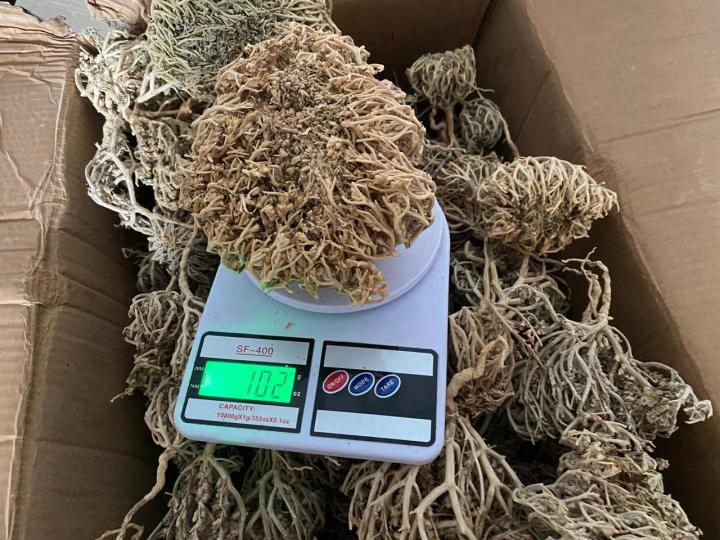 Maryam Booti Flower | Marayam Panja (مریم بوٹی) 100g | Daraz.pk