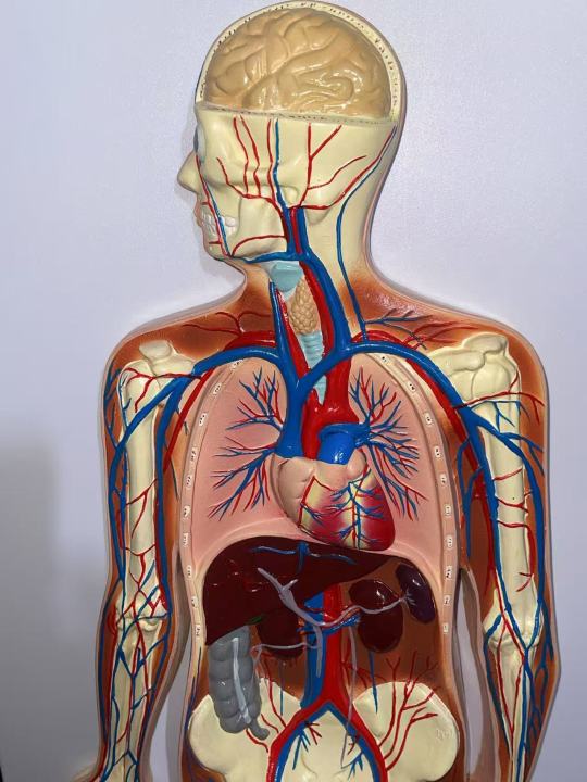 Circulatory System, relief model, ½ life size | Human Circulatory ...