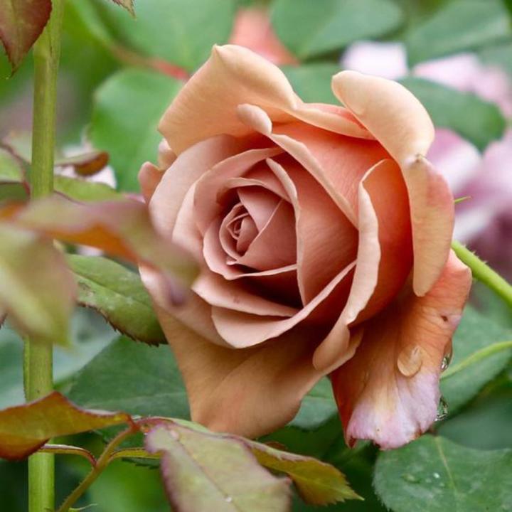 Koko Loko Rose Flower Seeds | Daraz.pk