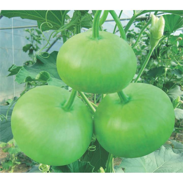 Round Gourd Desi Fast Growing Seeds - Kitchen Gardening Vegetable Seeds ...