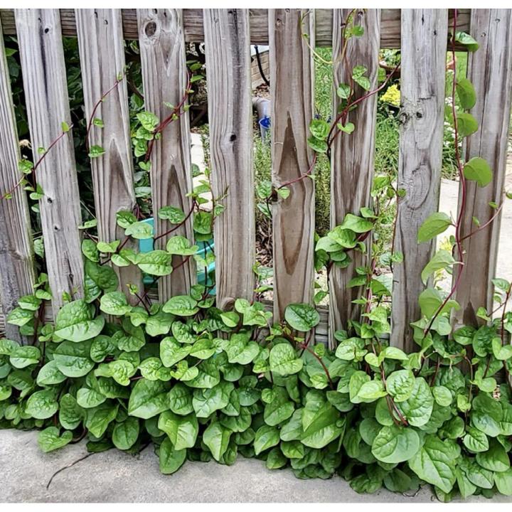 Malabar spinach (Basella creeper, ) 5 Seeds | Daraz.pk