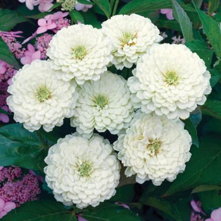 Zinnia White Flower Seed | Daraz.pk
