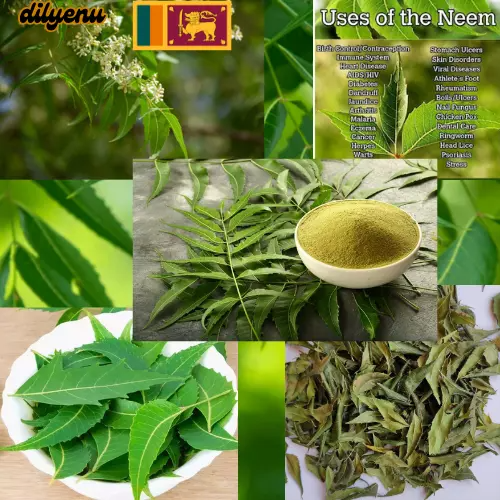 Dried Neem Leaves Powder Organic Pure & Natural Herb Fresh Sri Lankan ...