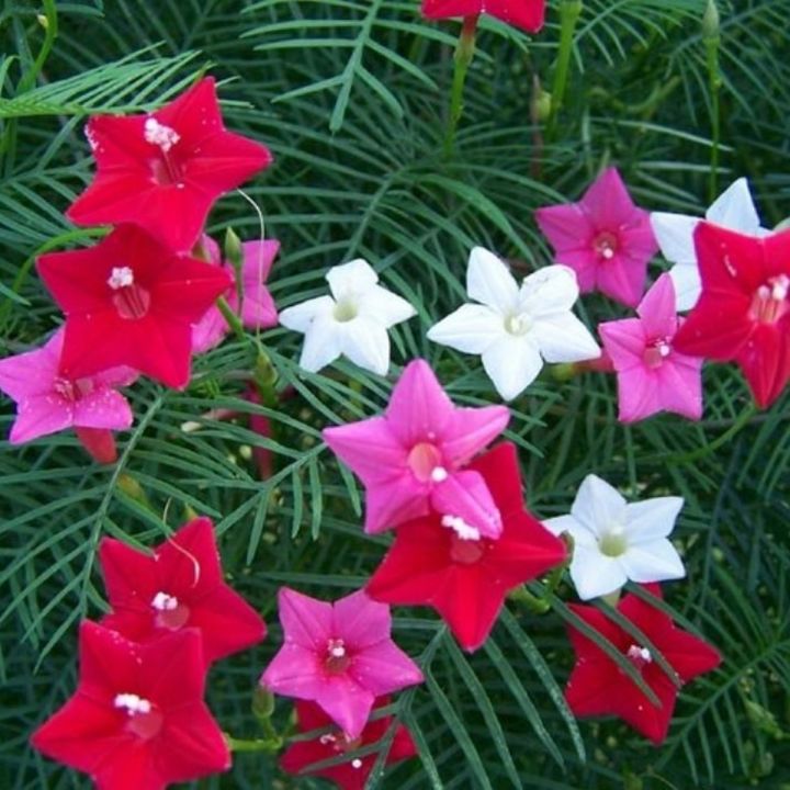 Cypress Vine (Creeper) summer flower seeds (8 seeds) | Daraz.pk