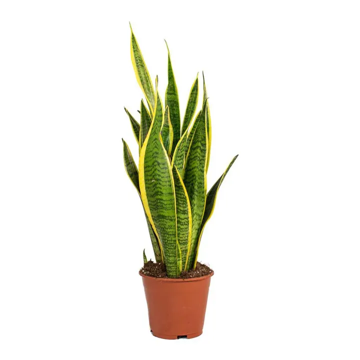 Sansevieria Trifasciata Gold Flame (Imported) | Golden Variegated Snake ...