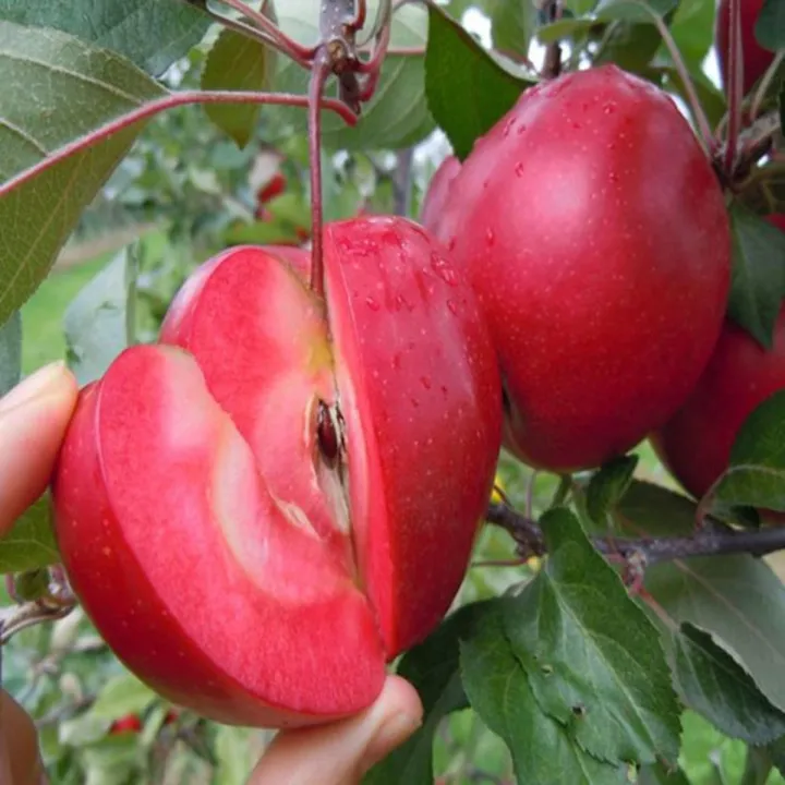 Red Sweet Apple Fruit Seeds | Daraz.pk