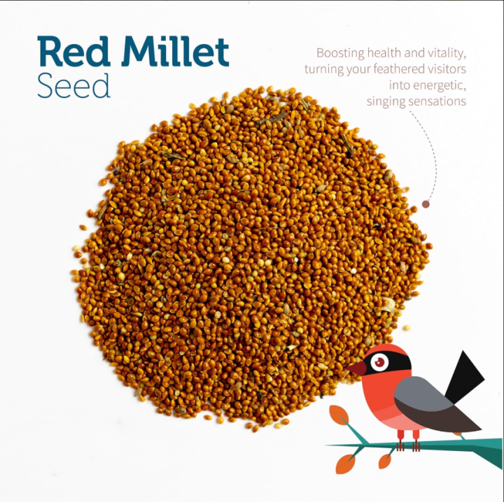 Kangani (Laal kangani) - Red Millet Seeds, Birds food for Canaries ...