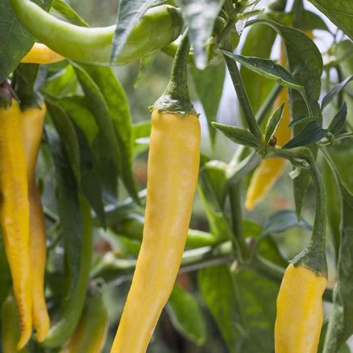 Pepper Yellow chile Vegetable Seeds | Daraz.pk