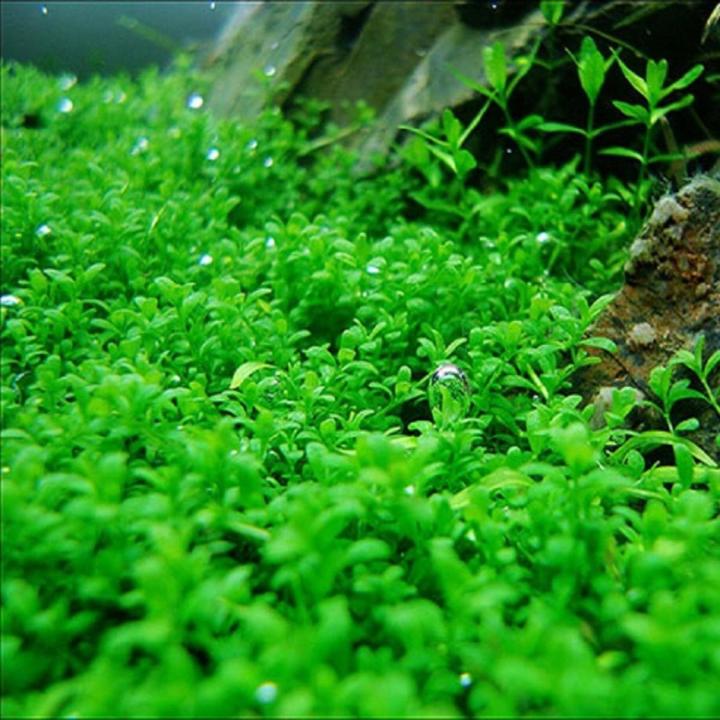 Live Aquarium Fish Tank Big Leif Plants Seeds-50 Seeds | Daraz.pk