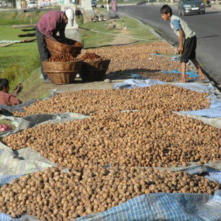 Wallnut (kaghzi) 1kg kaghzi best akhrot guaranteed | Daraz.pk