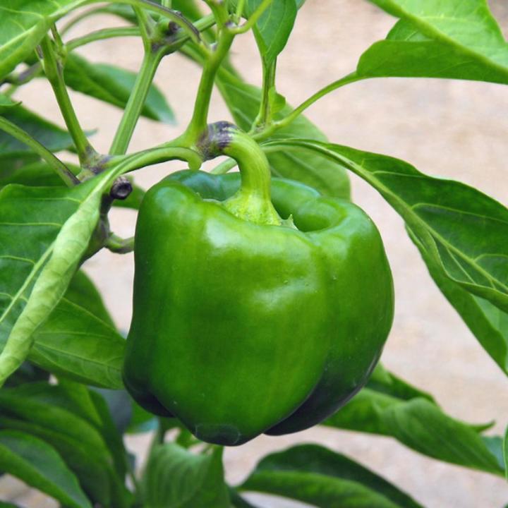 Capsicum pepper - Shimla mirch - Hybrid Seeds - Beautiful garden | Daraz.pk