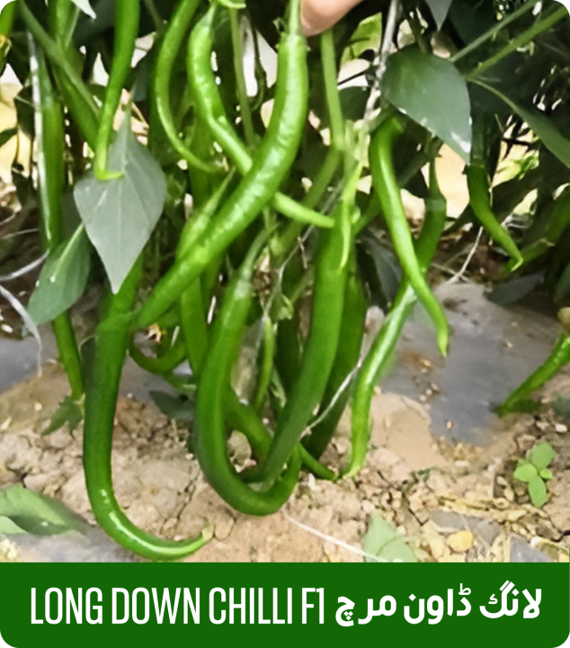 Hybrid Chilli Long Down Seeds by PureGrow – High-Yielding & Spicy ...