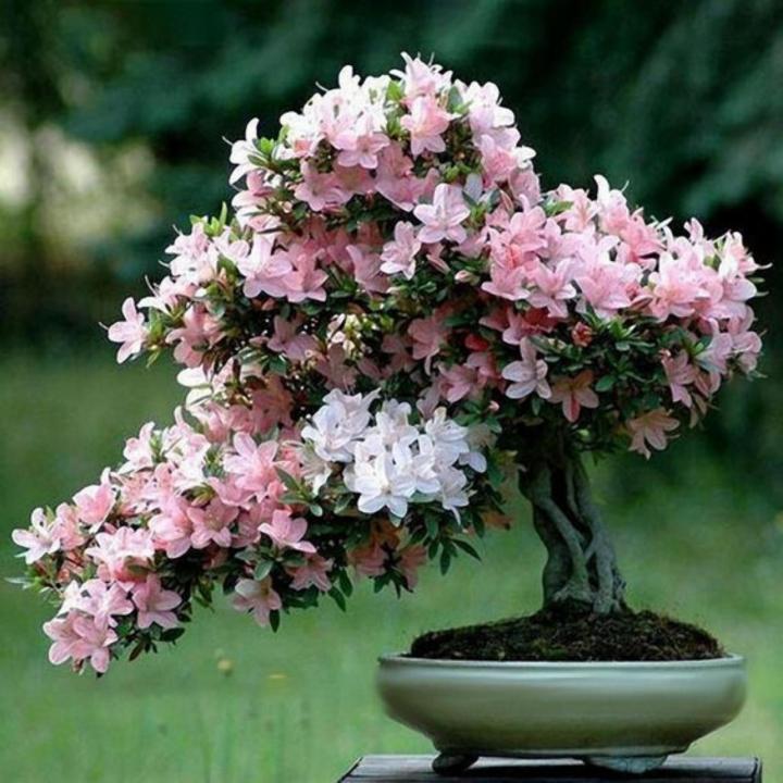 Japanese Bonsai Sakura Pink Tree Seeds 50G | Daraz.pk