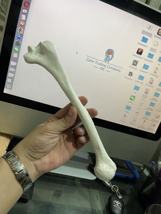 Human Humerus Bone Model | Large Size | Teaching Model | Daraz.pk