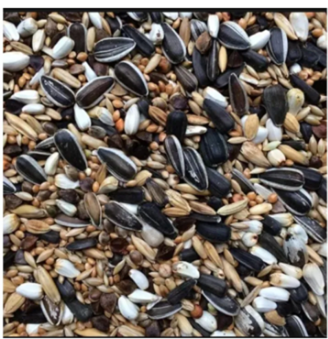Mixed Feed (Cocktail,lovebirds,fisher) (1 KG) | Daraz.pk