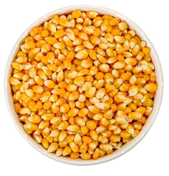 Raw Popcorn Kernels – 500 Grams – Fresh & Crunchy Corn for Popping at ...