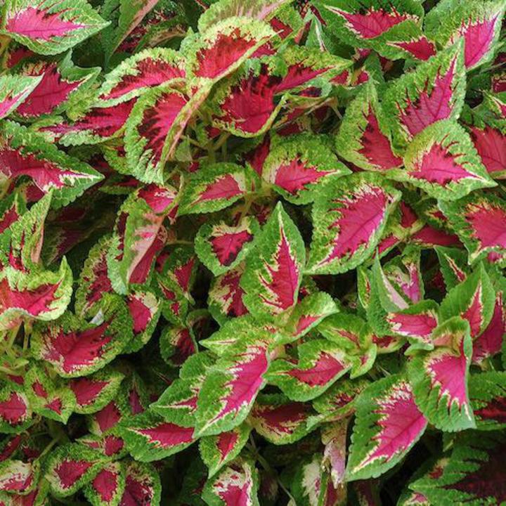 Premium Sun Watermelon Coleus Plant Seeds | Daraz.pk