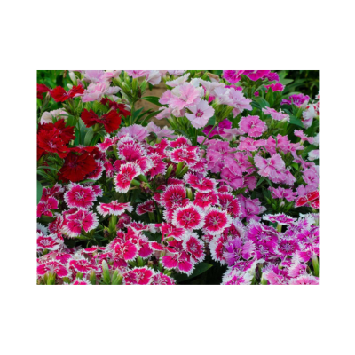 Dianthus Mix Winter Flower Seeds By HMS Product | Daraz.pk
