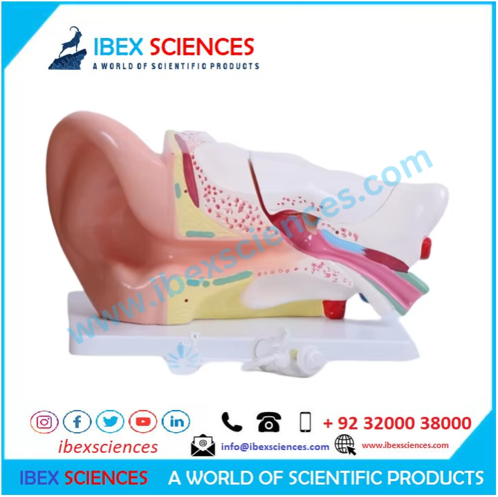 IBEX SCIENCES 6x Magnified Ear Anatomy Model PVC Biology Teaching Tool ...