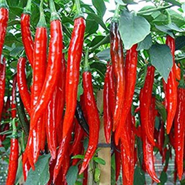 50pcs Red Chilli Pepper Seeds | Daraz.pk