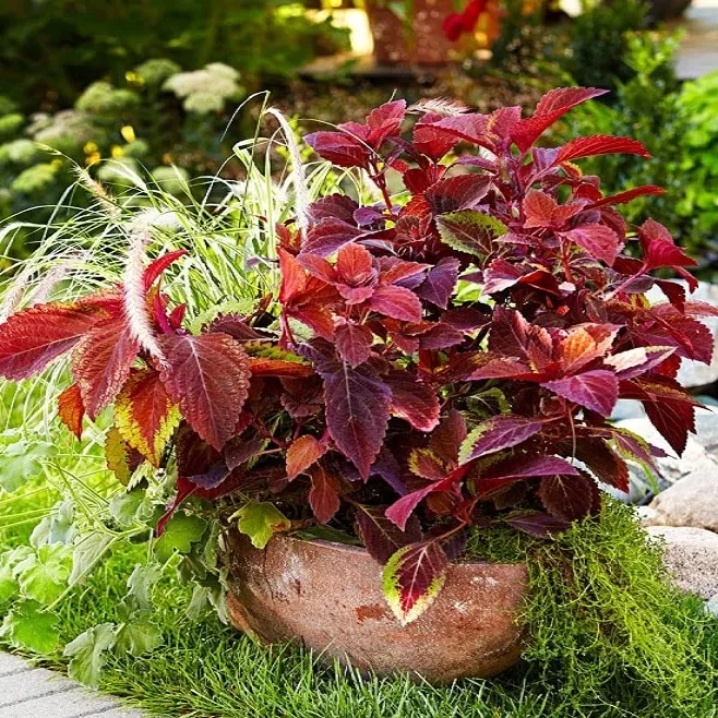 Big Red Judy Coleus Seeds | Daraz.pk