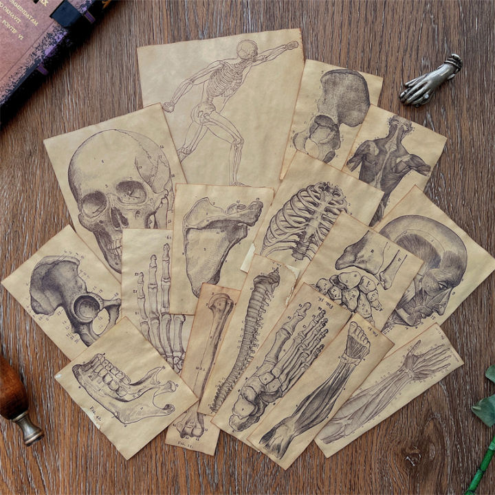 2024 17 Piece Handmade Coffee Dyed Paper Skeleton Human Anatomy ...