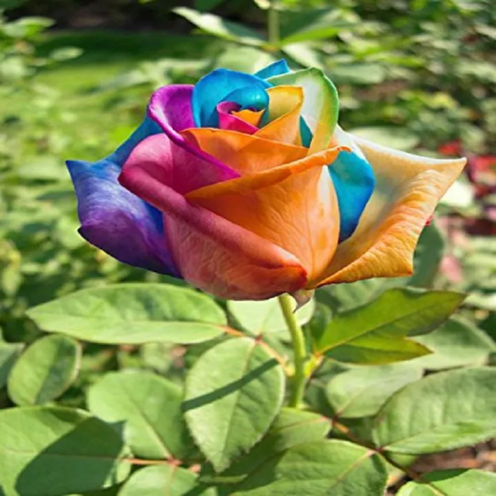 Rare Multi Color Rose Seeds | Daraz.pk