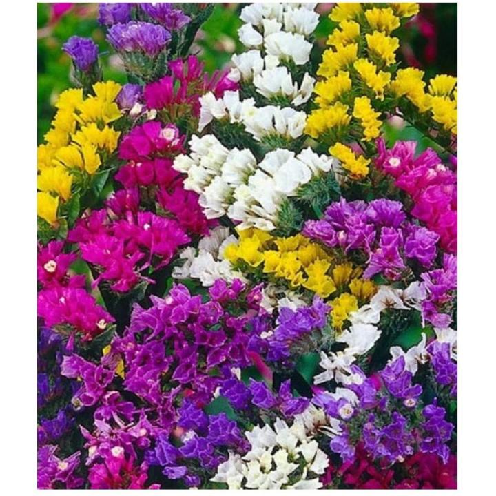 Statice Seeds Mix Color Flower Finest Seeds | Daraz.pk