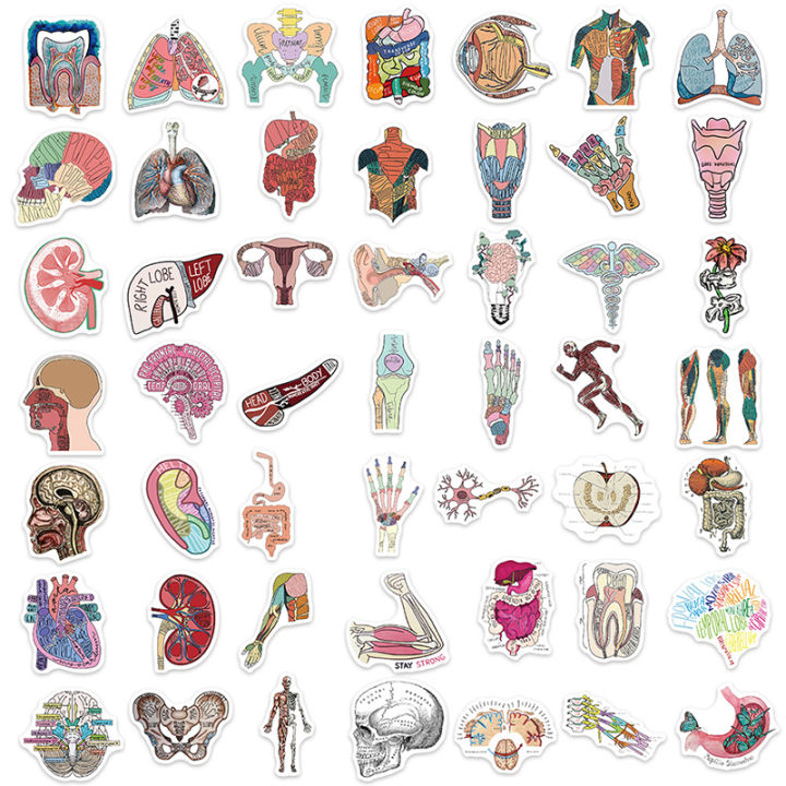 50PCS Cartoon Human Organ Cute Medical Anatomy DIY Graffiti Waterproof ...