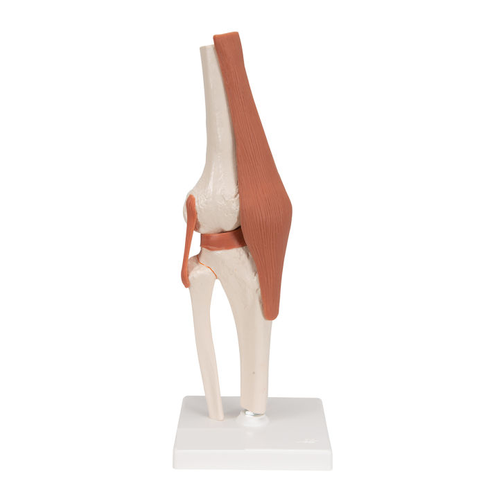 Functional Human Knee Joint Model With Ligaments Marked Cartilage