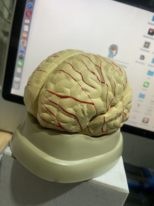 Human Anatomy Brain Model 3 parts | Brain Teaching Model | Anatomy ...