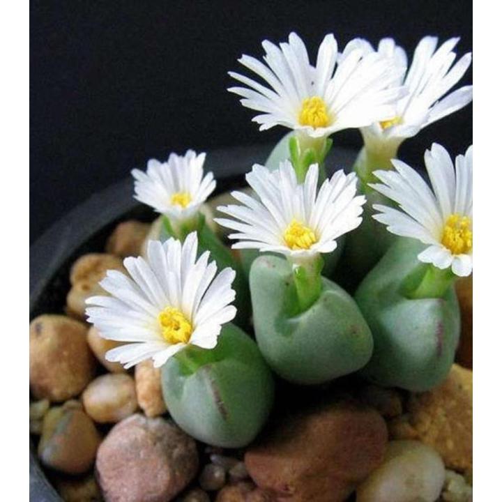 White Flower Lithops Seeds | Daraz.pk