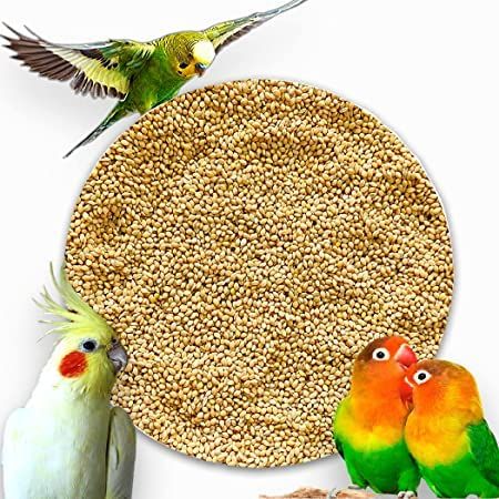 Kangani, bareek kangani, white kangani,Millet Seeds, Birds feed,Birds ...
