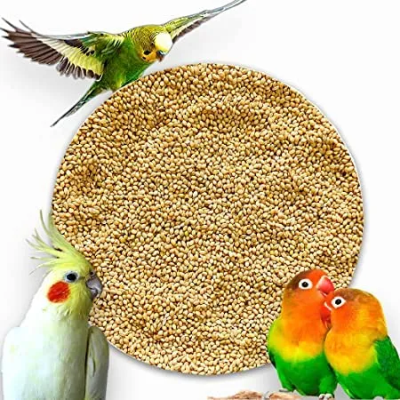 Kangani, bareek kangani, white kangani,Millet Seeds, Birds feed,Birds ...