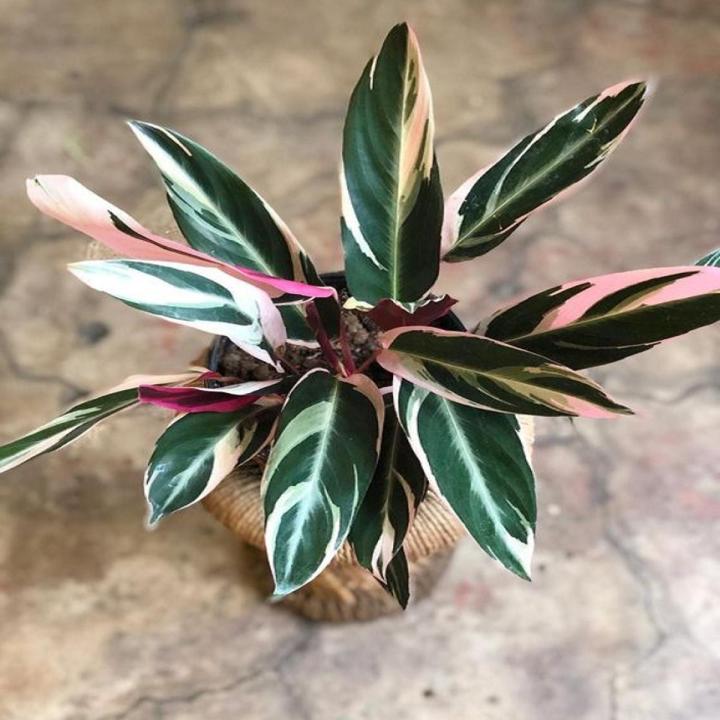 Thalia Triostar Prayer Plant Seeds | Daraz.pk
