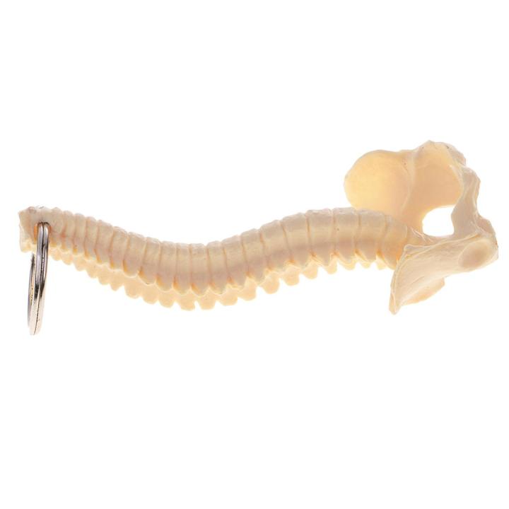 Human Spine Skeleton Keychain, Mini Medical Model 9.5 x 4cm, Key Ring ...