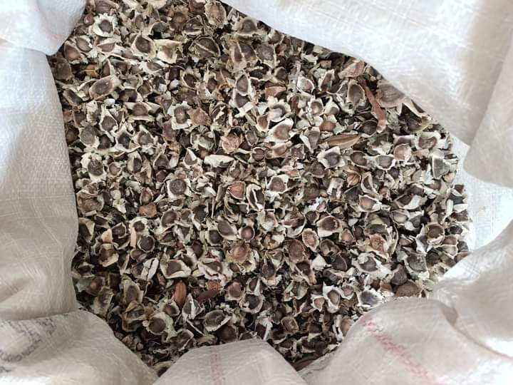 Pack of 25 Moringa Seeds, Organic Moringa Olivera Seeds, Sohanjna Tree ...