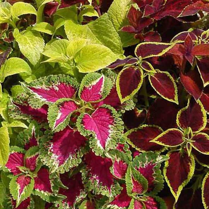 Wizard Mix Coleus Seeds | Daraz.pk