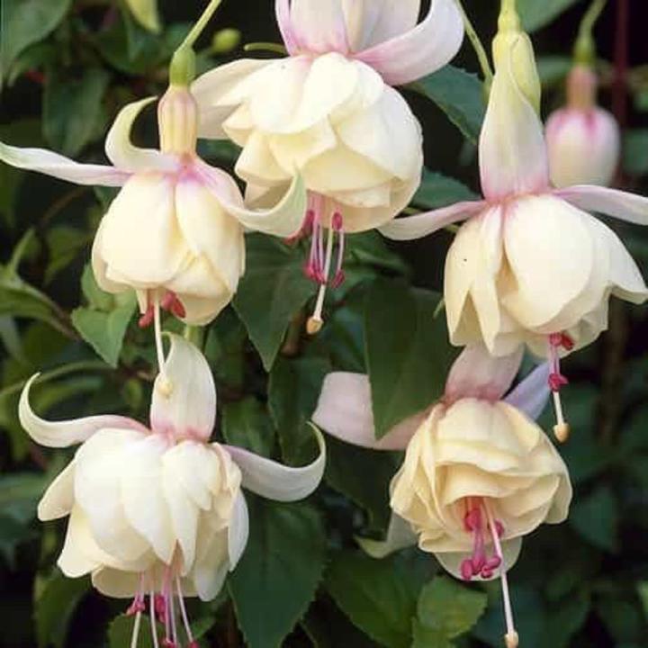 Annabel Fuchsia Flower Plant Seeds | Daraz.pk
