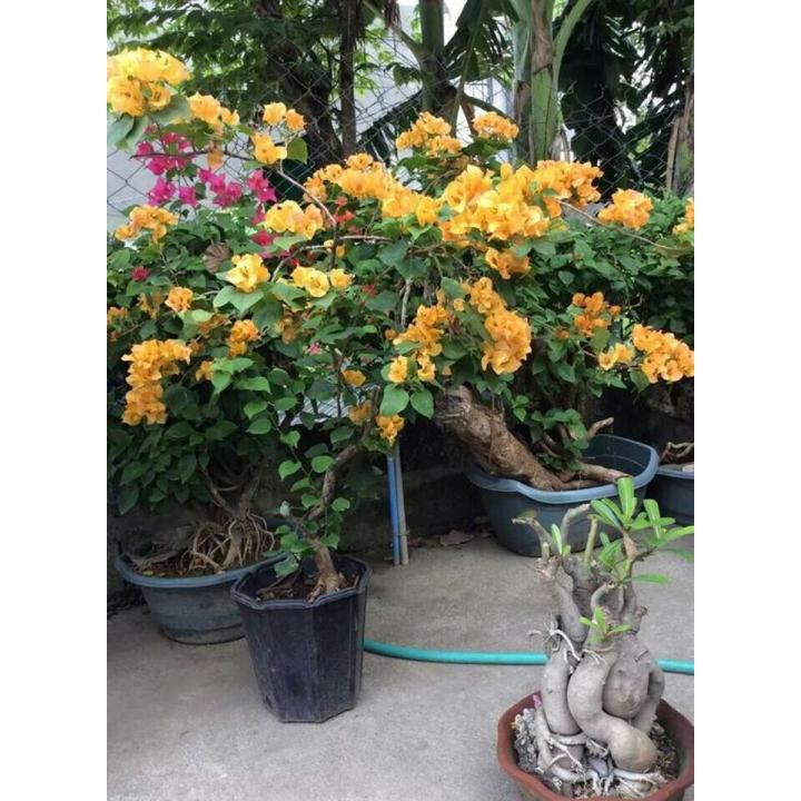 Bougainvillea Yellow Tree Seeds | Daraz.pk