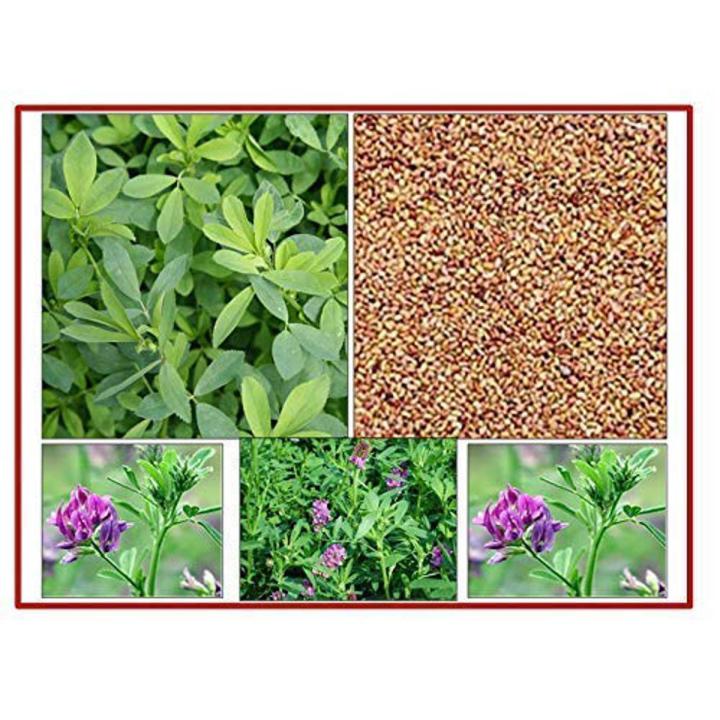 Medicago Sativa seeds 80gm | Daraz.pk