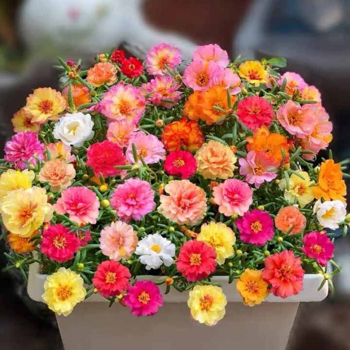 Portulaca Double Mixed Seeds (250+ Seeds) – Colorful, Heat-Loving ...