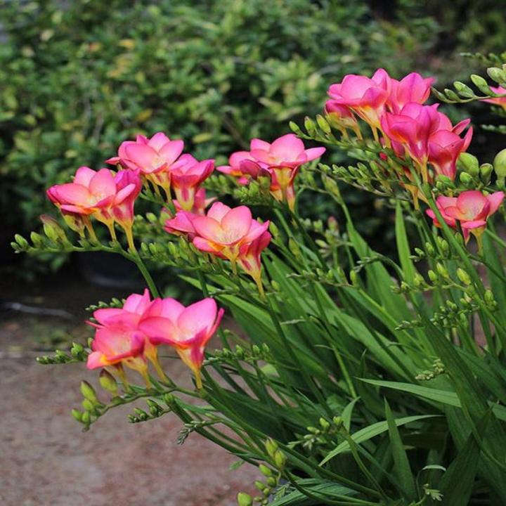 Single Pink Freesia Flower Plants Seeds | Daraz.pk