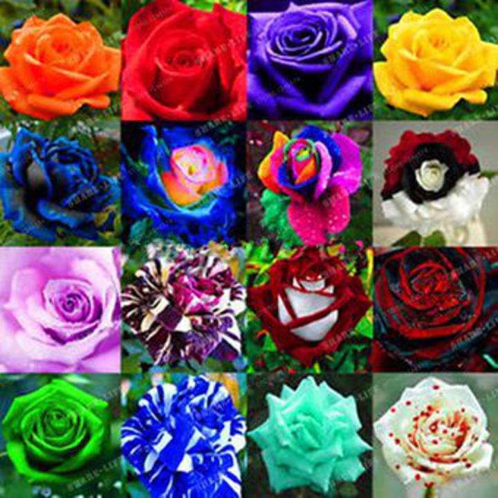 Mix Rose Flower Seeds 3 | Daraz.pk